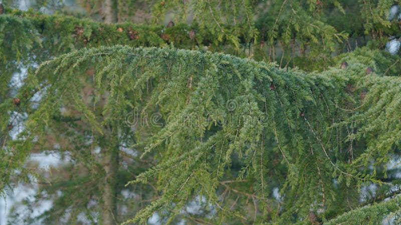 Spruce Forest Lush Foliage. Trees in Summer Day. Spruce in the Wild ...