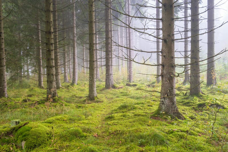 Spruce Forest with a Mossy Forest Floor and Autumn Mist Stock Photo ...