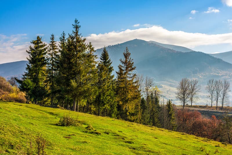 Spruce Forest on a Mountain Hillside Stock Image - Image of fall ...