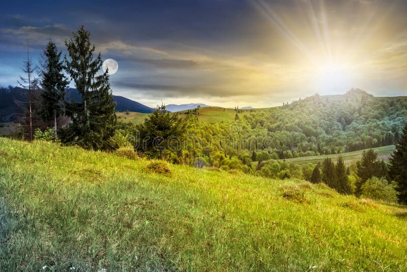 Spruce Forest on a Mountain Hillside Stock Image - Image of bright ...