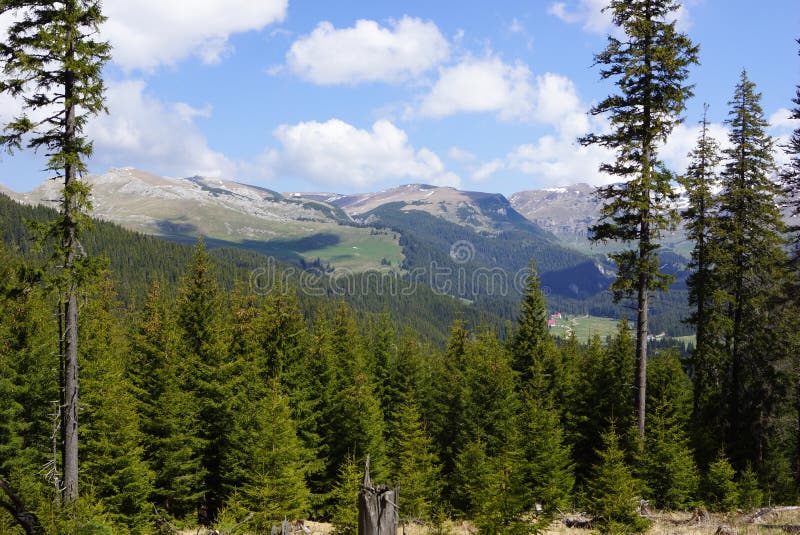 Spruce forest stock image. Image of clouds, ridge, valley - 67229163