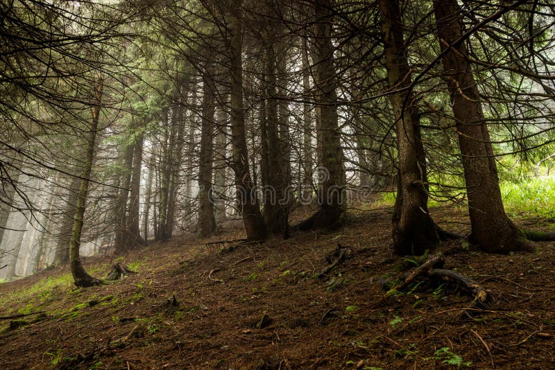 Spruce Forest Nature Landscape Stock Photo - Image of outdoors, woods ...