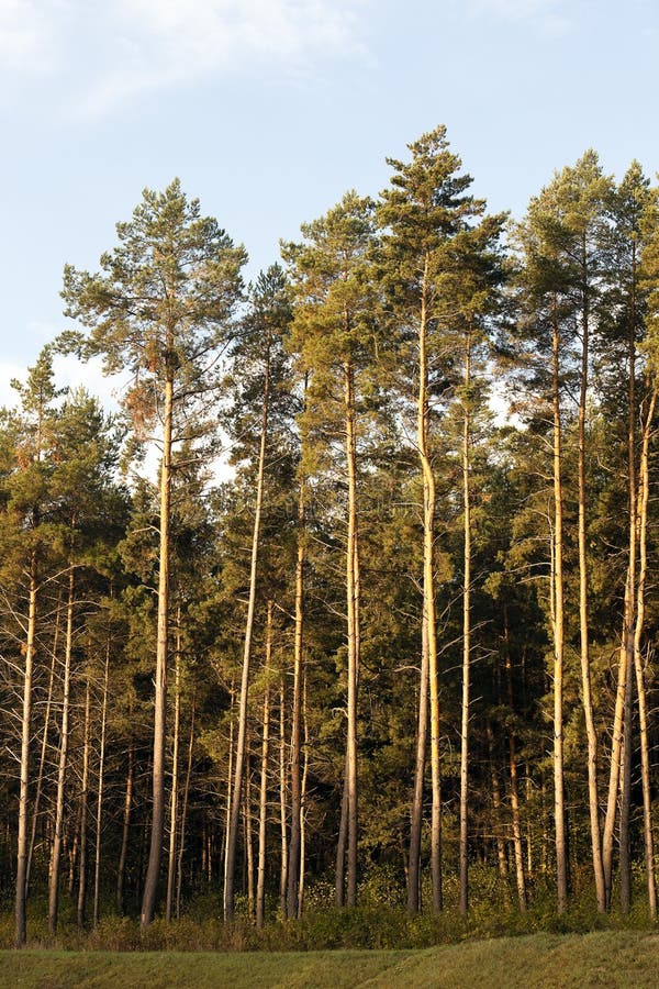 Spruce forest, nature stock photo. Image of phenomenon - 68971052