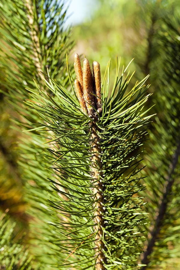 Spruce forest, nature stock image. Image of conservation - 68985249