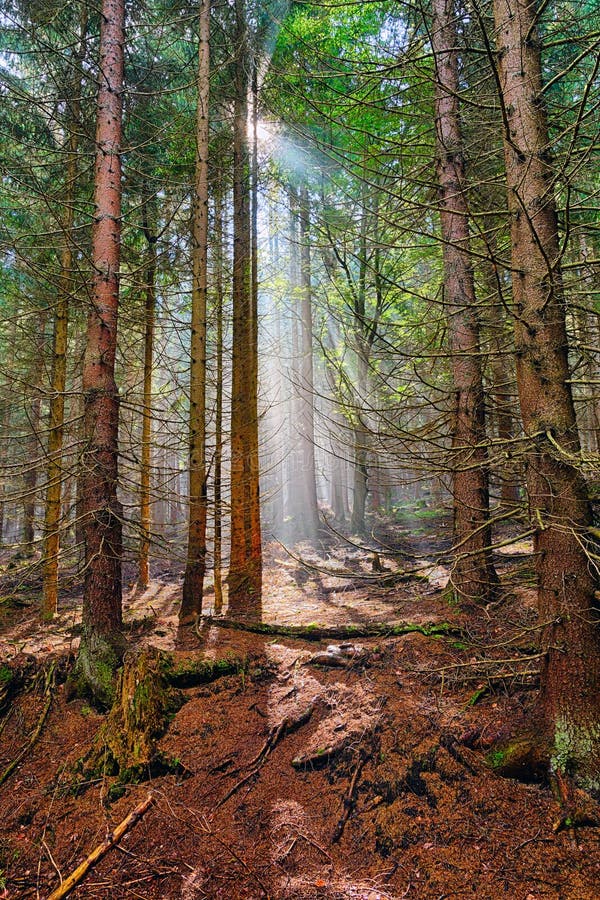The Spruce Forest with the Wooden Fence Stock Image - Image of magical ...