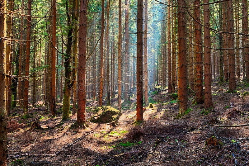 The spruce forest stock image. Image of green, path, landscape - 59442675