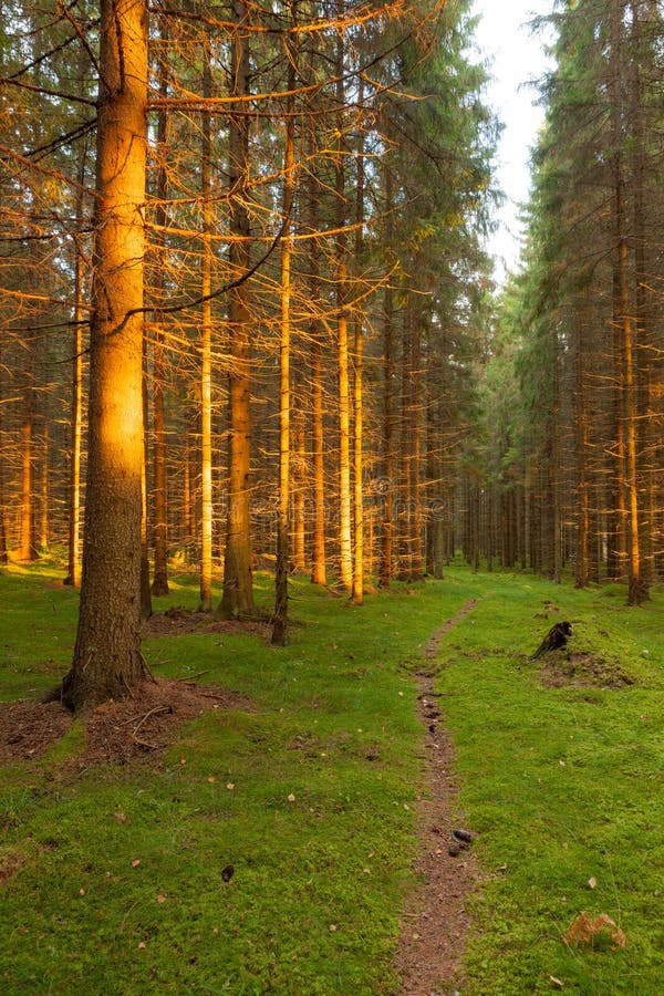 Spruce Forest and Path Golden Sunset Light Stock Image - Image of ...