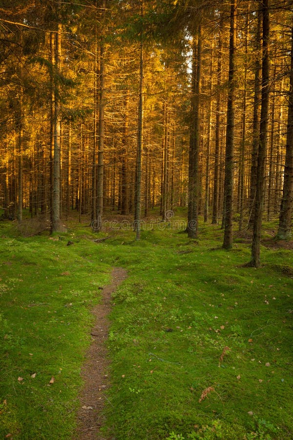 Spruce Forest and Path Golden Sunset Light Stock Photo - Image of ...