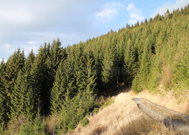 Spruce forest stock image. Image of wood, path, trip - 64243517