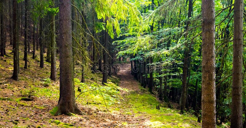 The spruce forest path stock photo. Image of habitat - 130230998