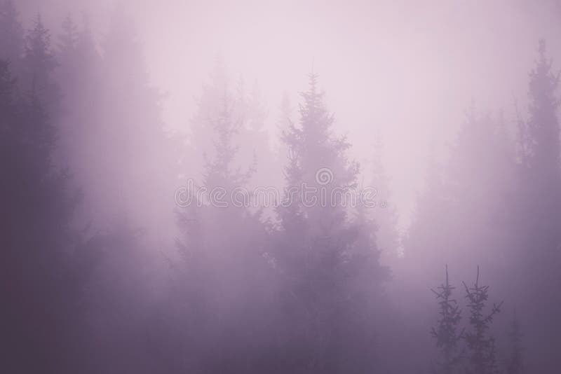 Purple Fog and Mist Effect on Black Background. Smoke Texture . Design ...