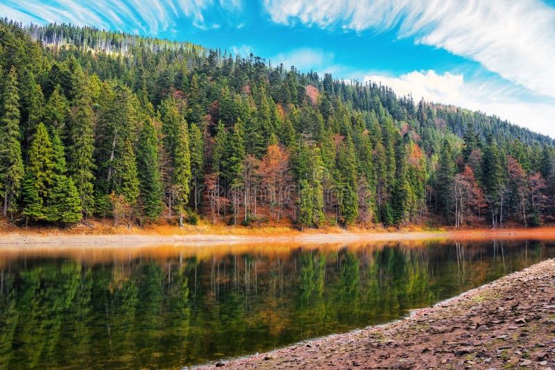 Spruce Forest Reflection on the Water Surface of a Lake Stock Image ...