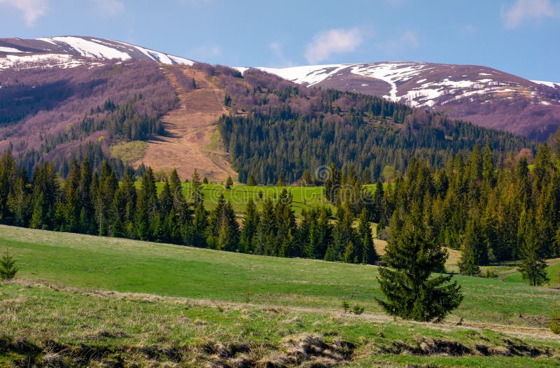 Spruce Forest on Rolling Hills Stock Image - Image of nice, attractive ...