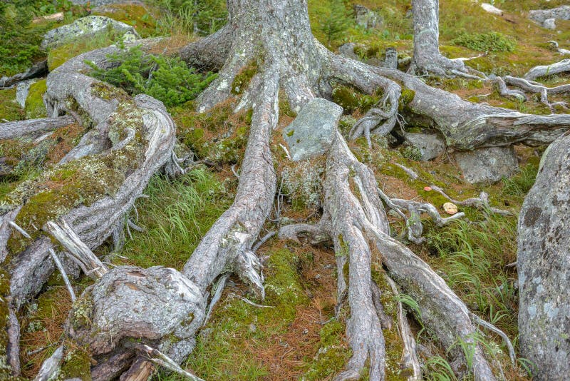 Spruce forest with roots stock image. Image of scenic - 70330663