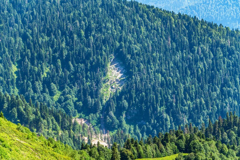 Spruce Forest on the Side of a Mountain Stock Photo - Image of hill ...