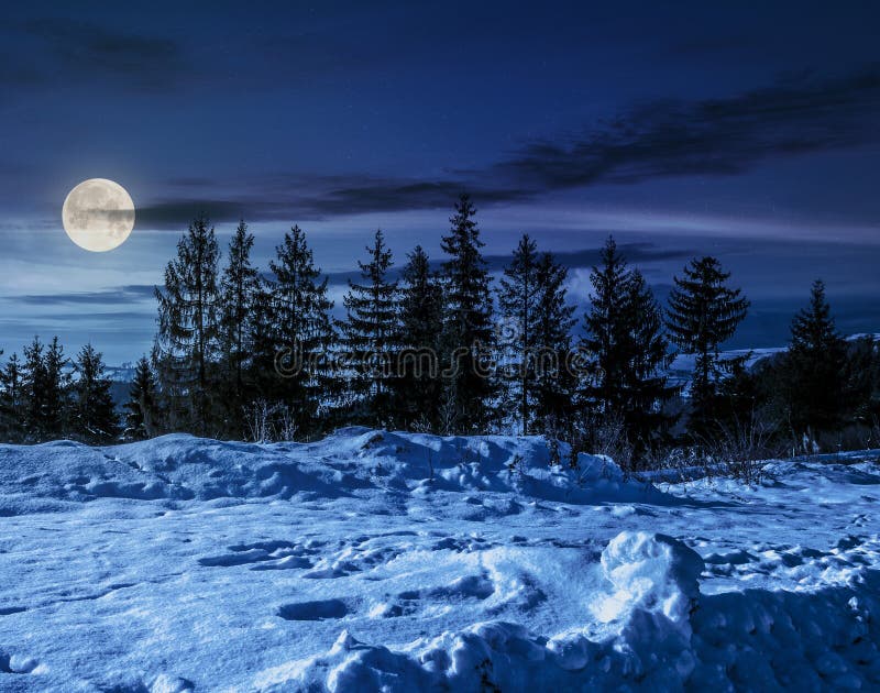 Spruce Forest on Snowy Meadow at Night Stock Image - Image of covered ...