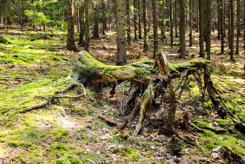 The spruce forest stump stock photo. Image of branch - 130230934