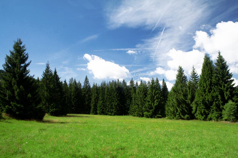 Spruce Forest in the Sumava National Park, Sumava, Czech Stock Image ...