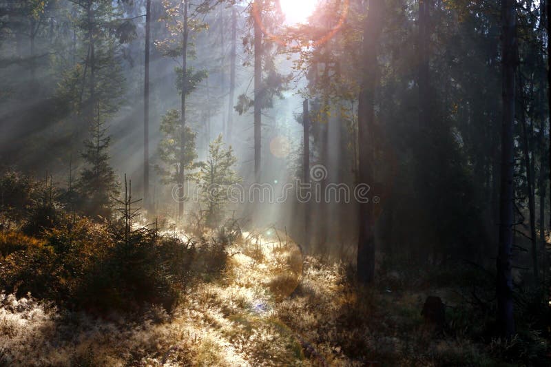 Spruce forest at sunrise stock image. Image of nature - 57403707