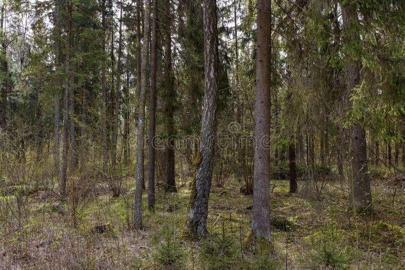 Spruce Forest with Tall Trees with Sharp Needles Stock Photo - Image of ...