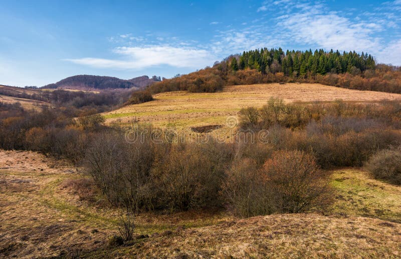 Spruce Forest on Top of a Hill in Springtime Stock Image - Image of ...