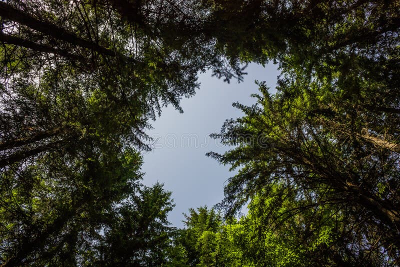 Spruce Forest Under Cloudy Blue Sky Bottom View.Day in a Pine Forest ...