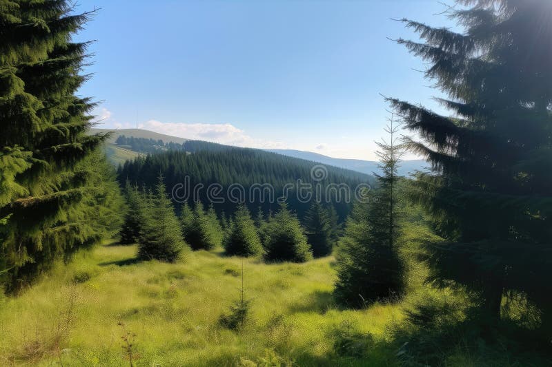 Spruce Forest with View of Rolling Hills and Blue Sky Stock ...