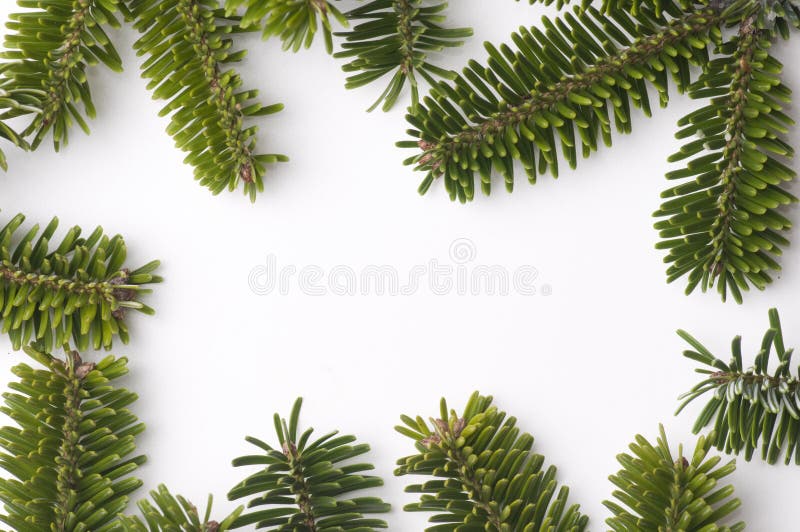 Leafy green border stock illustration. Illustration of plants - 12515100