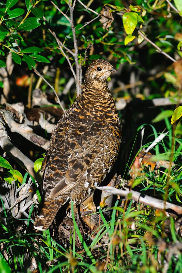 Ruffed Grouse stock photo. Image of ruffed, brown, eating - 7086608