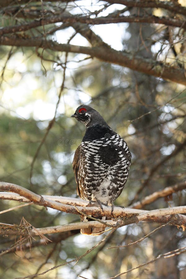 Spruce grouse stock image. Image of falcipennis, hunting - 22347311