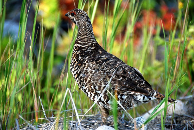 Ruffed Grouse stock photo. Image of ruffed, brown, eating - 7086608