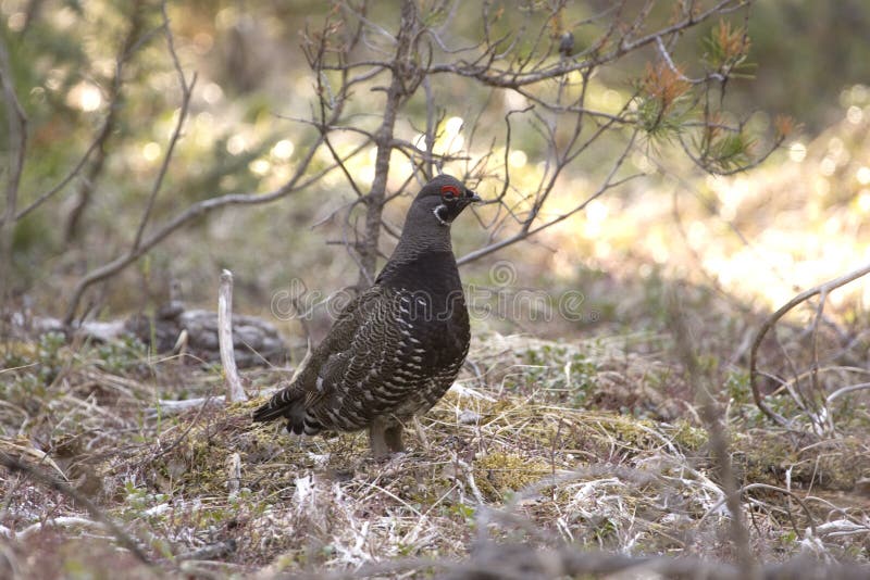 Spruce Grouse Bird stock image. Image of spots, canadian - 4802959