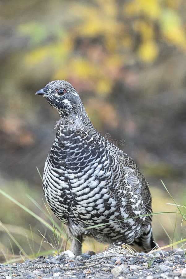 Spruce Grouse in Denali National Park Alaska in Fall Stock Image ...