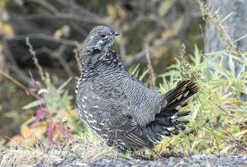 Spruce Grouse in Denali National Park Alaska in Fall Stock Image ...