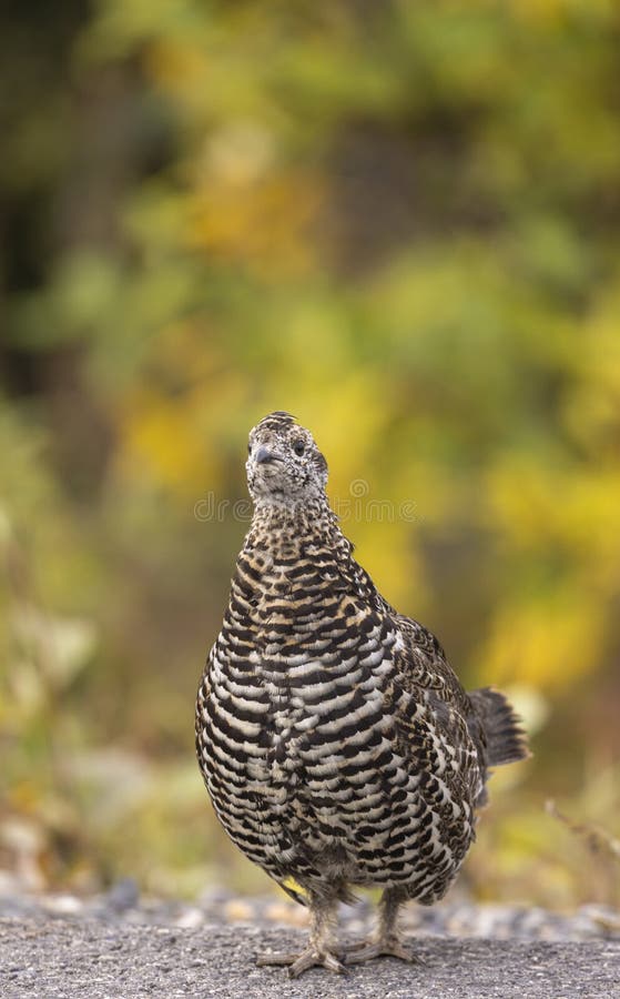 Spruce Grouse in Denali National Park in Fall Stock Photo - Image of ...