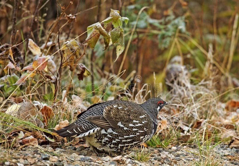 Spruce Grouse in Late Winter in the Forest Stock Image - Image of ...