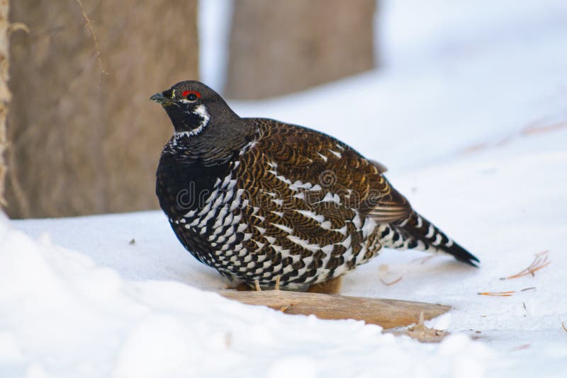 Spruce Grouse Feathers Nature Pattern Background Stock Photo - Image of ...