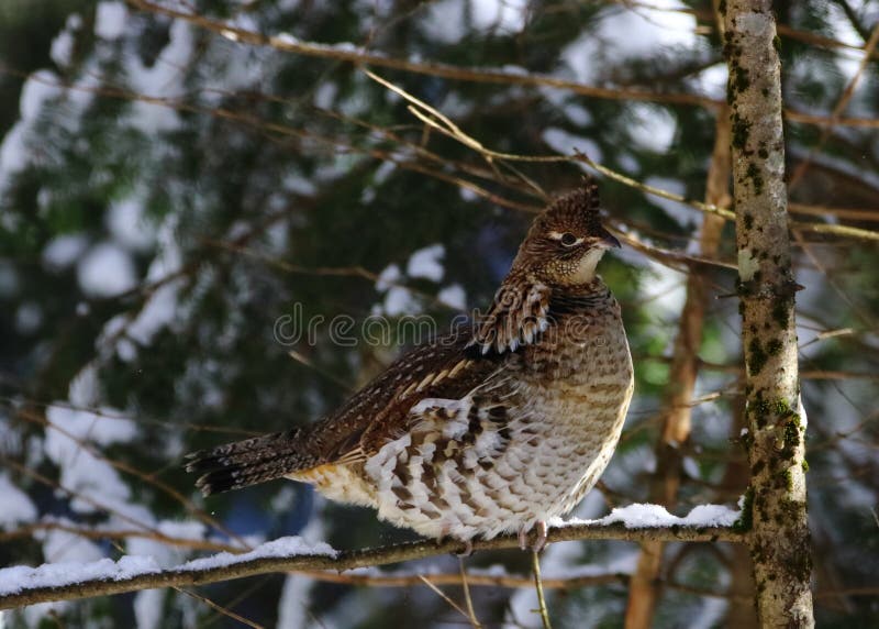 Spruce Grouse in the Winter Stock Image - Image of canada, grouse ...