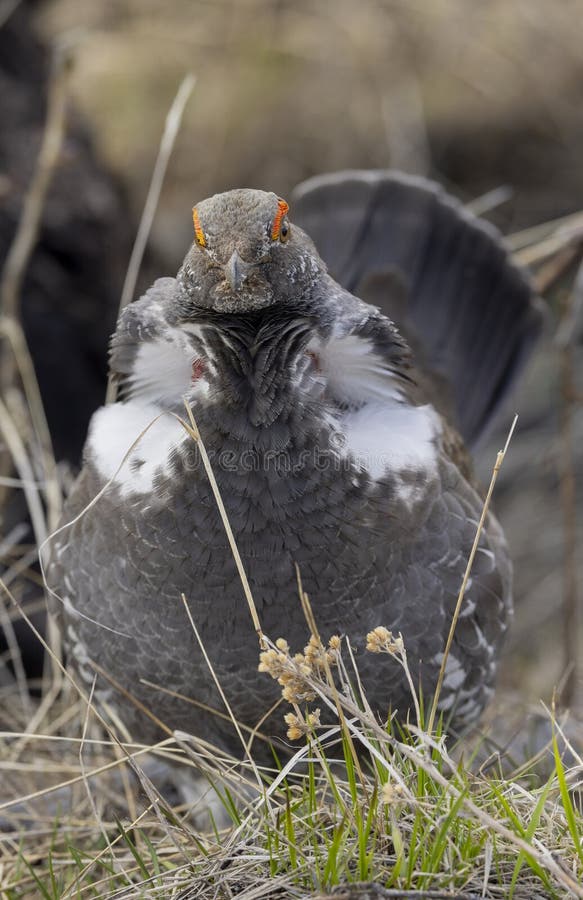 Spruce Grouse in Wyoming in Spring Stock Image - Image of animal ...