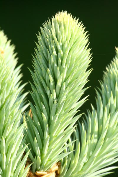 Spruce growth stock image. Image of green, conifer, coniferous - 30538633