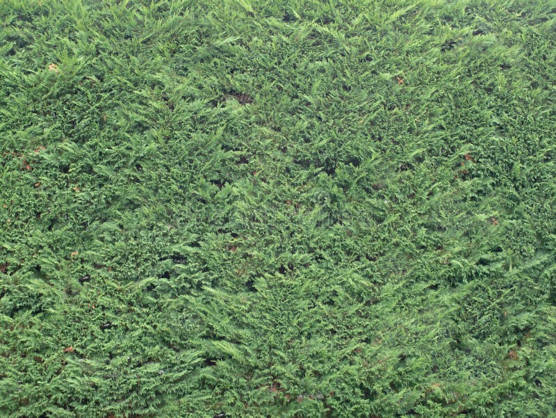 Beige Earth Bump Stone Texture for Background, Wallpaper, Material ...