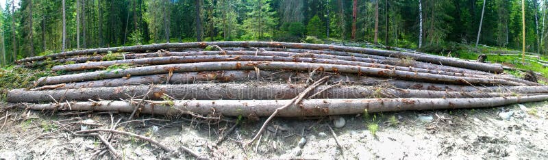 Spruce high-class forest stock photo. Image of constructional - 242221376
