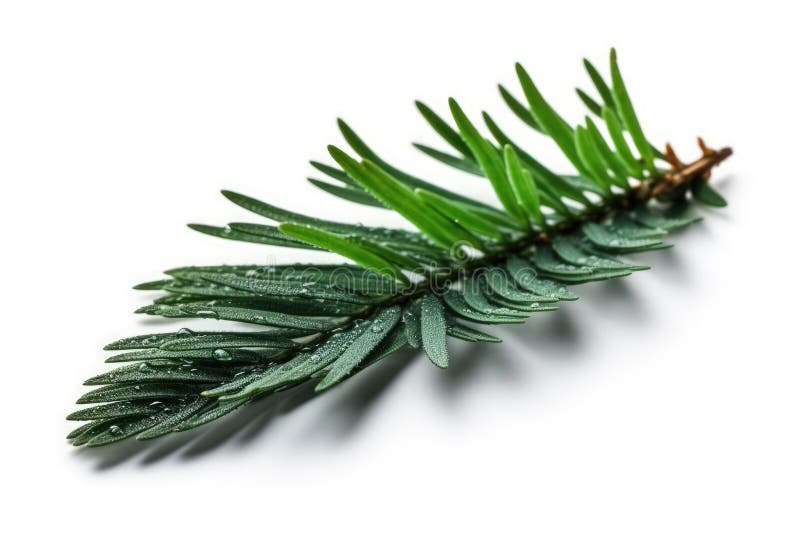 Spruce Leaf on White Background. Generative AI Stock Illustration ...