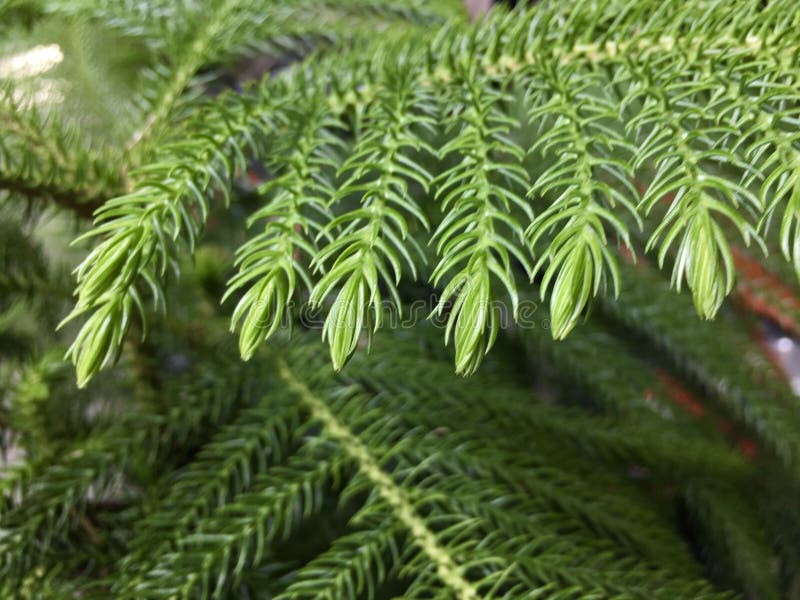 Spruce leaves stock photo. Image of focused, macro, natural - 245493480