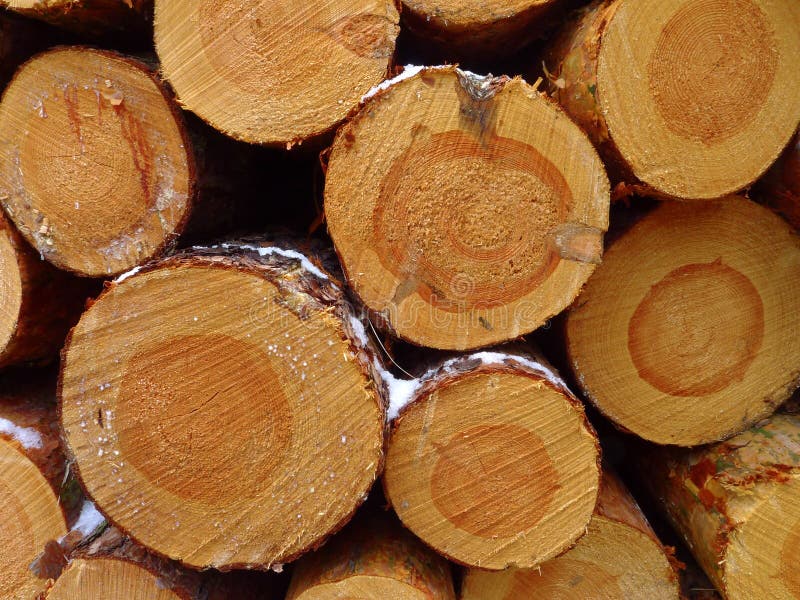 Spruce logs stock photo. Image of snow, winter, wood - 37534372