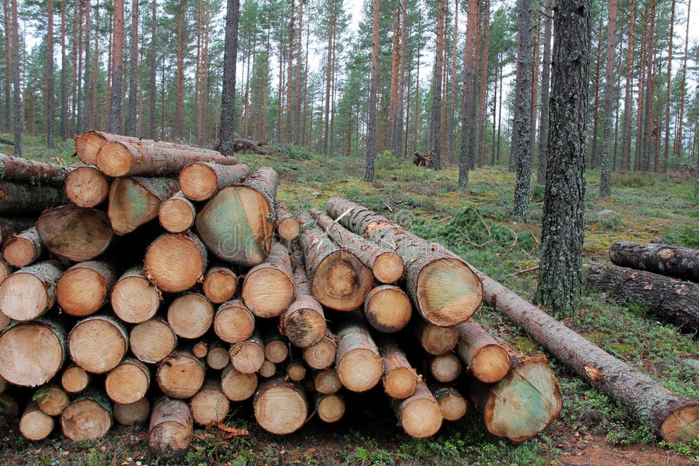 Spruce Logs in Forest stock photo. Image of construction - 27290918