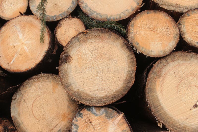 Stacks of spruce logs stock image. Image of timber, tree - 22286673