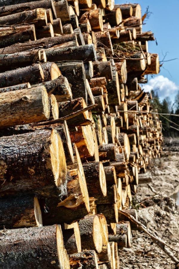 North Forestry. Timber Cutting, Stock Image - Image of coupe, cutting ...