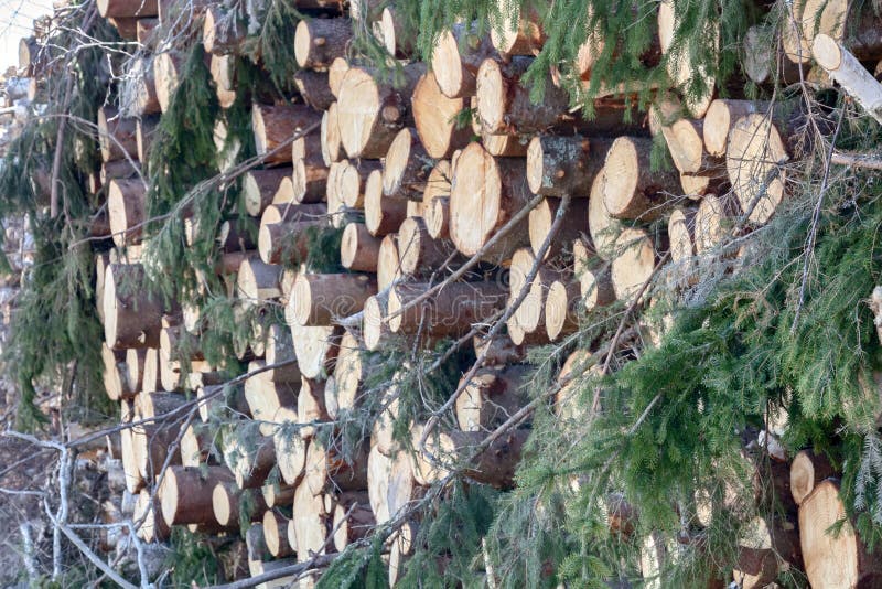 Spruce logs stock photo. Image of harvest, cutover, company - 242222702
