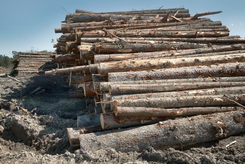 Spruce logs stock photo. Image of boreal, forestry, coniferous - 242222708